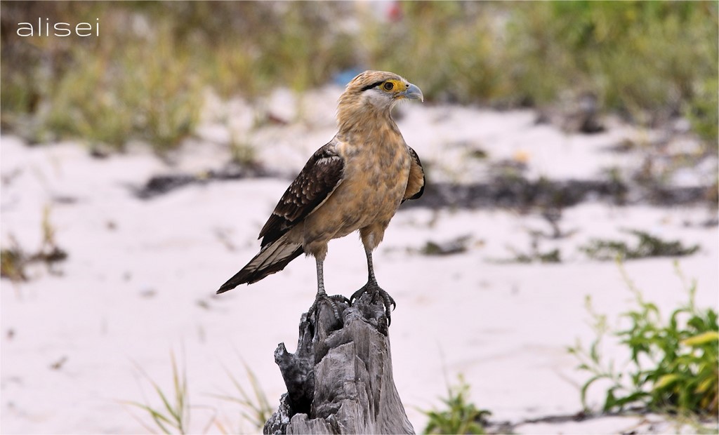 Un rapace a San Blas, ben pochi sono gli uccelli presenti in queste isole